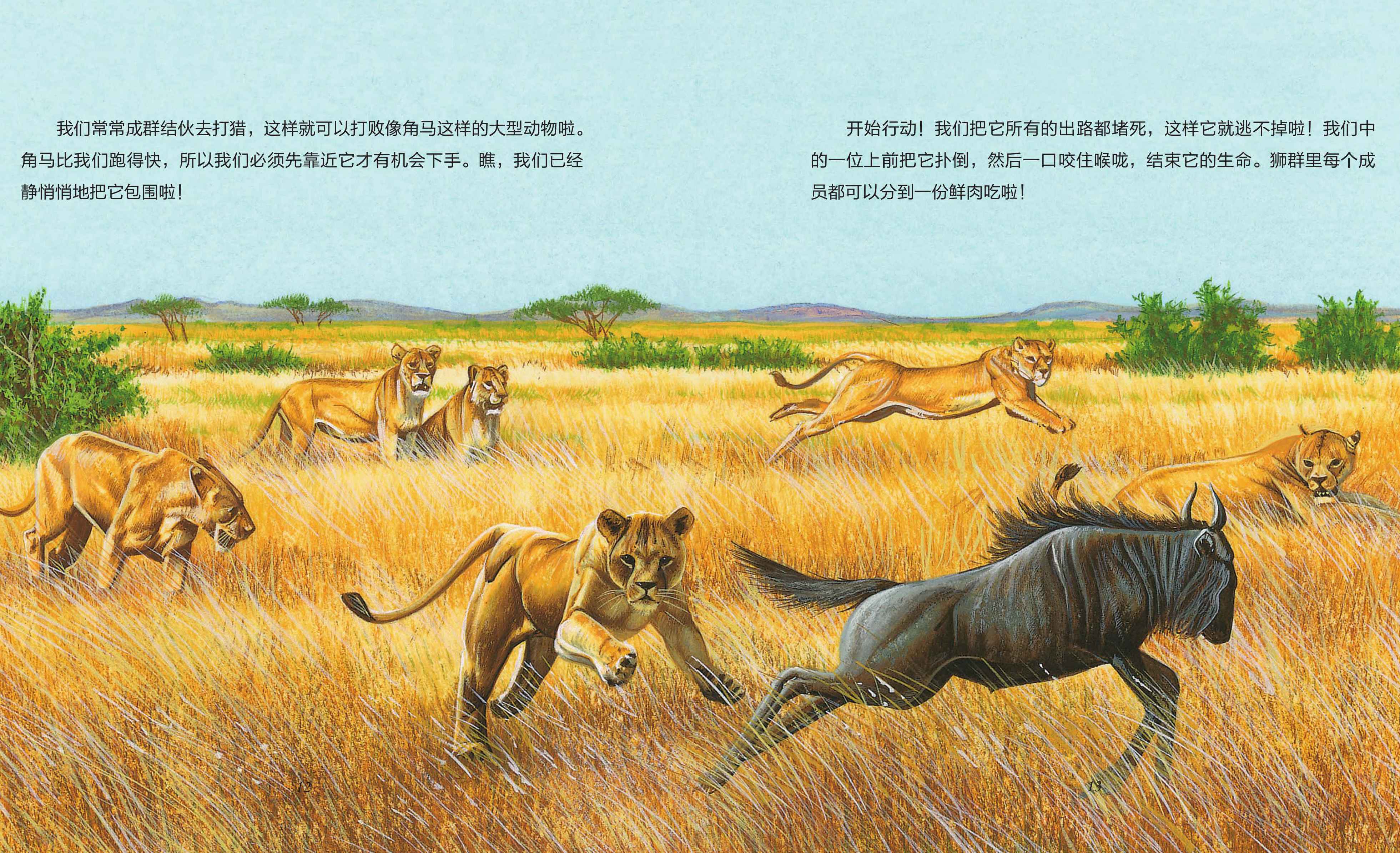 儿童绘本故事推荐《食肉动物》-搜狐大视野-搜狐新闻