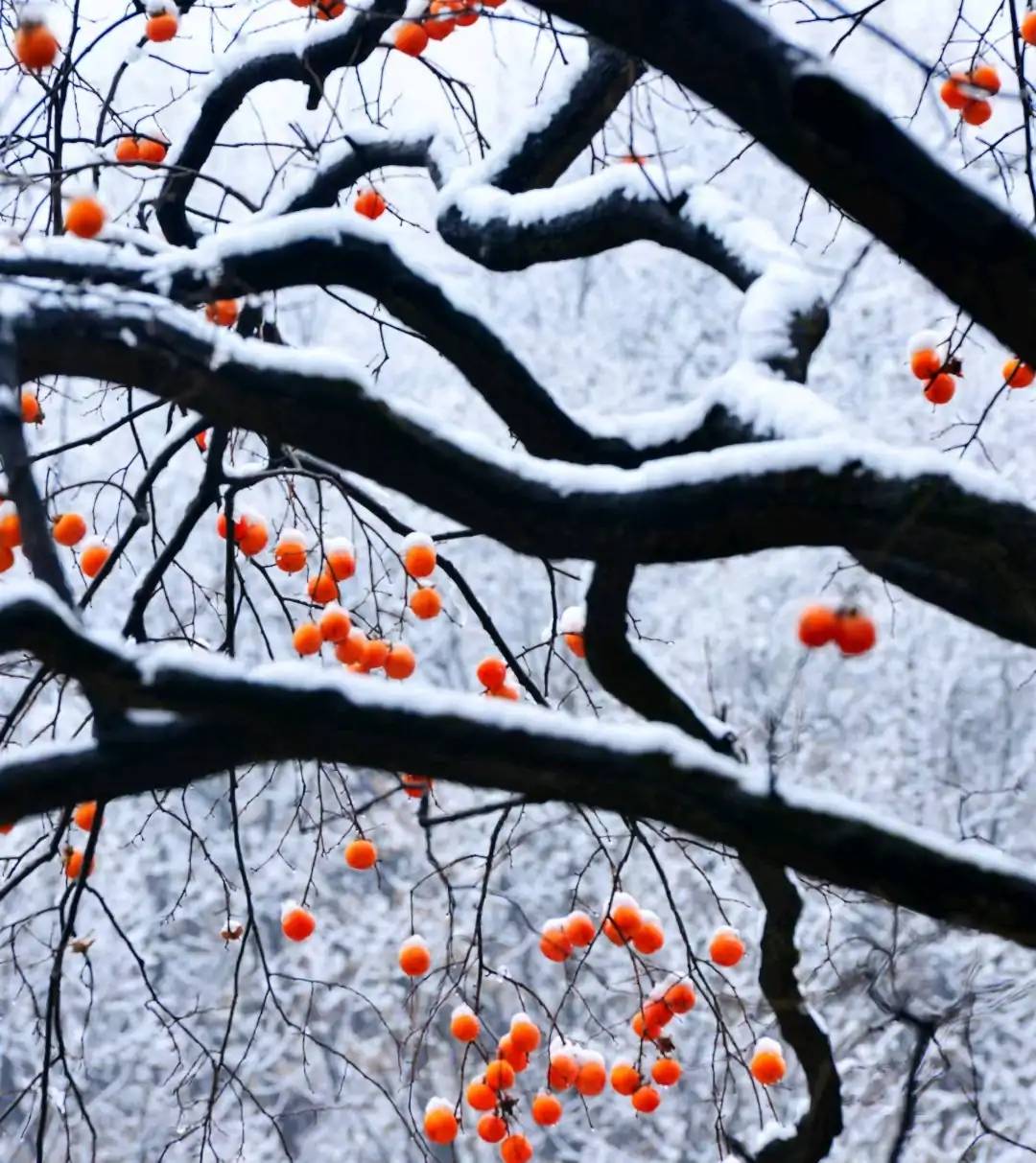 冬季的风里，也飘着有一股子花香-搜狐大视野-搜狐新闻