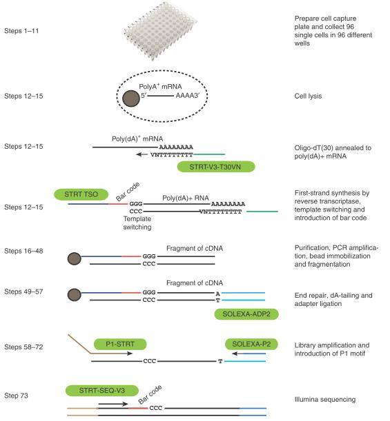 文献解读 用于研究发育、生理和疾病的单细胞RNA测序_scRNA-