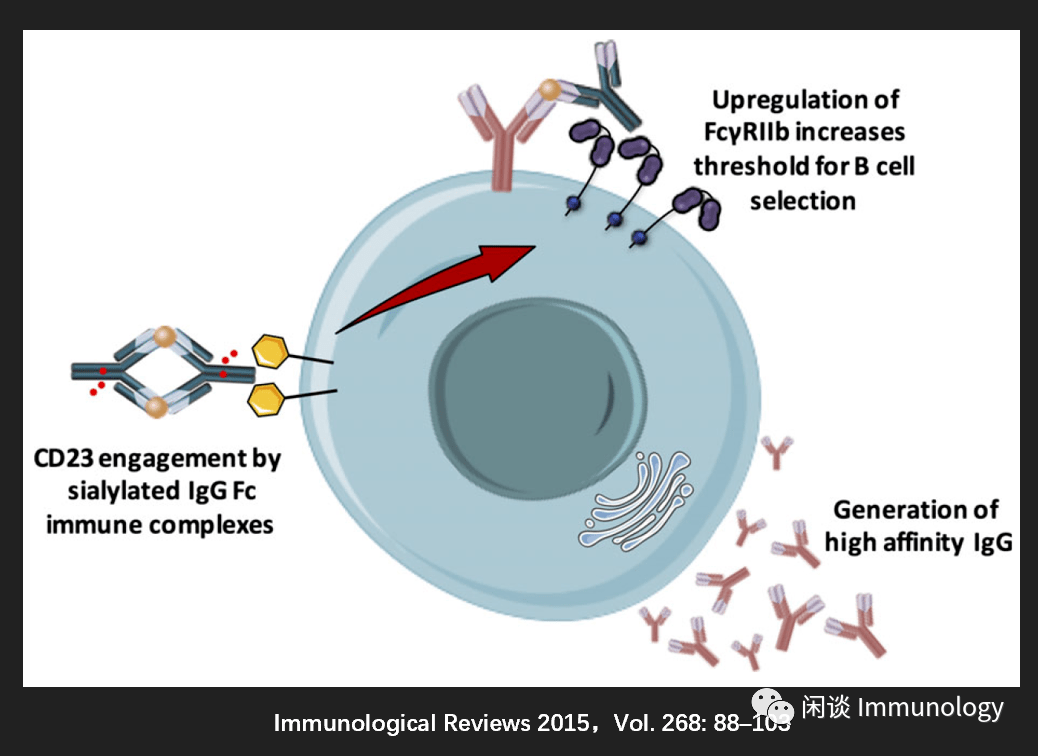 IgG Fc段糖基化--FcγR选择--功能多样化_细胞