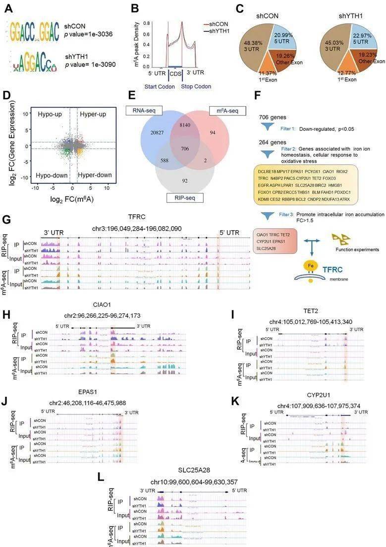 用户文章：RIP-seq和m6A-seq联合分析揭示头颈癌铁代谢机制 | RIP专题_基因