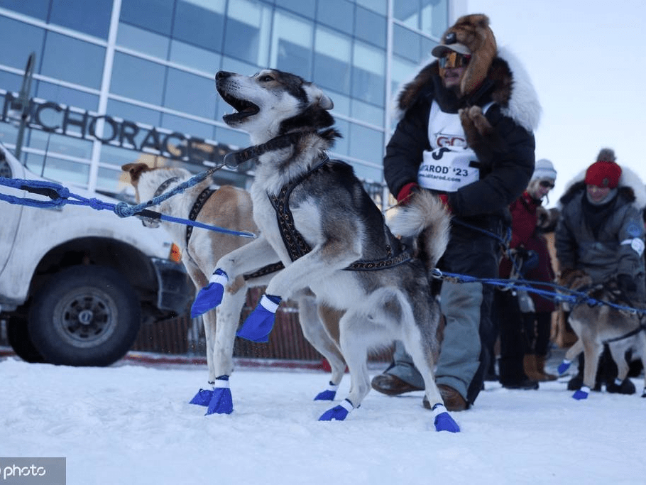美国阿拉斯加第51届艾迪塔罗德狗拉雪橇比赛开幕-搜狐大视野-搜狐新闻