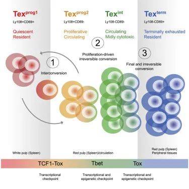 【转载】E. John Wherry博士：耗竭T细胞不同发育阶段，发现不一样的免疫疗法_研究人员