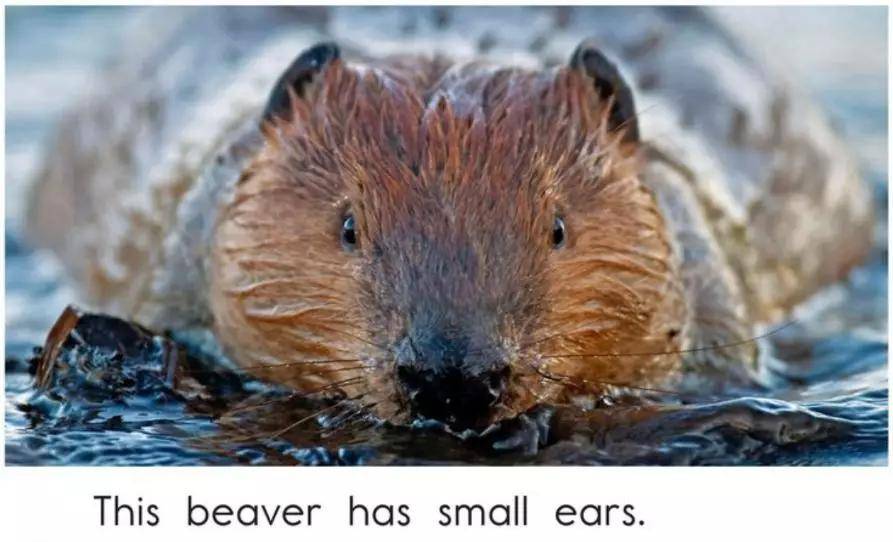 伴读 | Raz B：Animal Ears_this