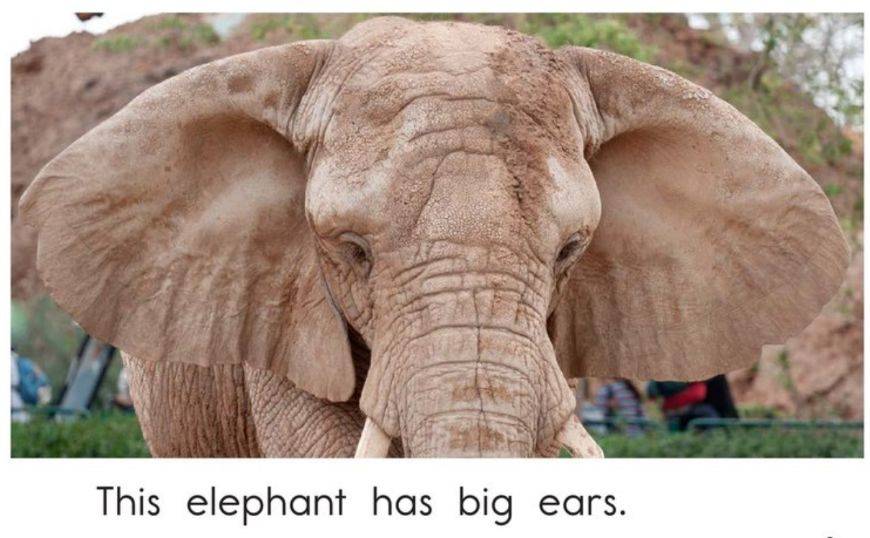 伴读 | Raz B：Animal Ears_this