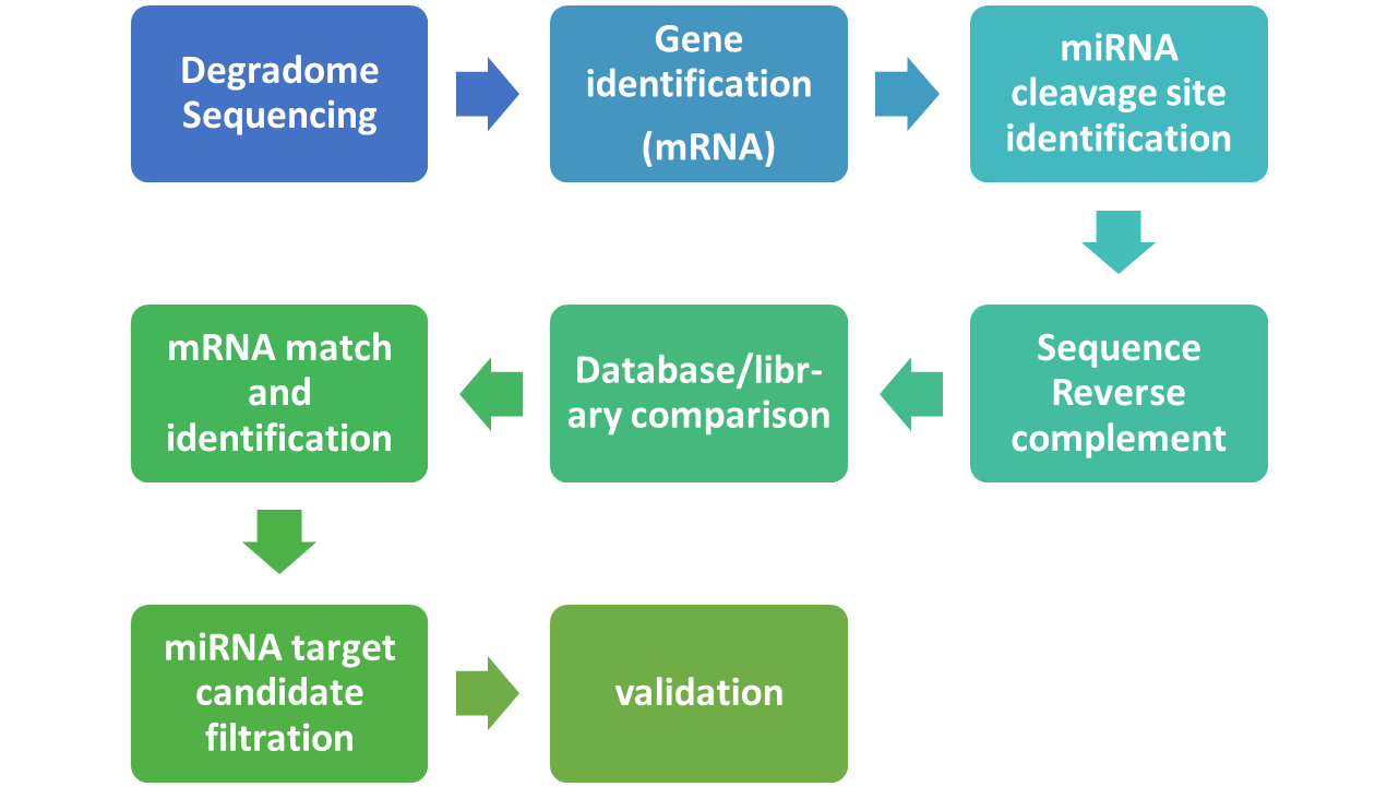 干货 | 为什么推荐你做降解组测序？（一）_miRNA