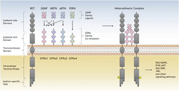 RET基因融合及其靶向治疗-搜狐大视野-搜狐新闻
