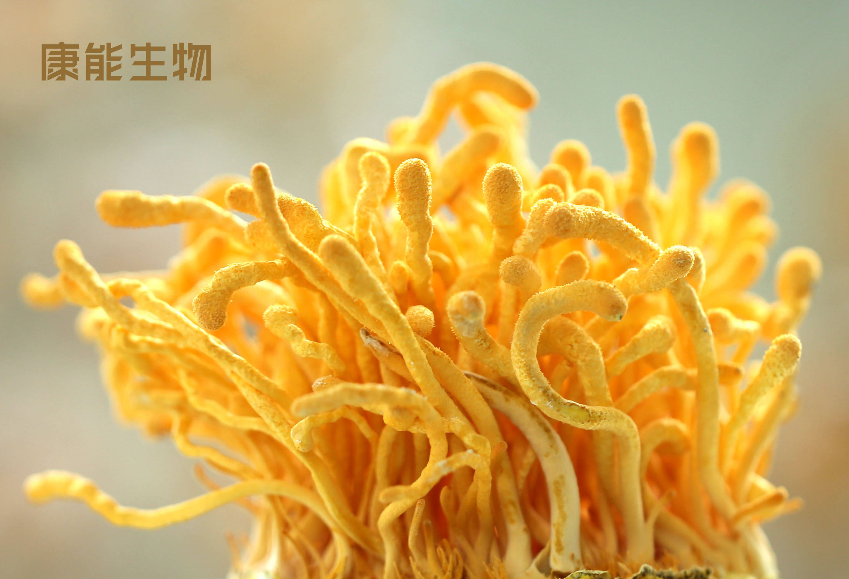 蛹虫草提取物（虫草素）对皮肤的作用_b-e