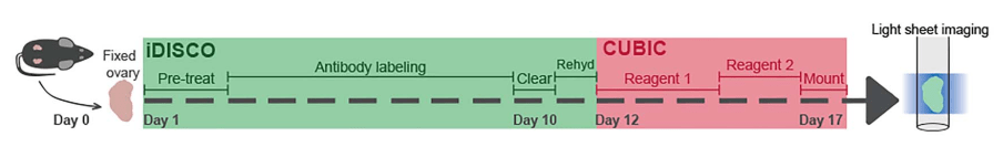 光片显微镜的应用-卵巢的全组织分析_成像