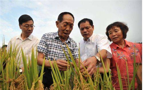 美国农学家让小麦产量提升4倍，获诺贝尔奖，袁隆平为何没得？_诺曼·布劳格