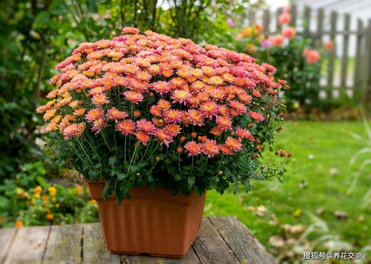 盆栽球菊从购买到开满花的养护指南，花后及时处理，让它多年开花_花朵