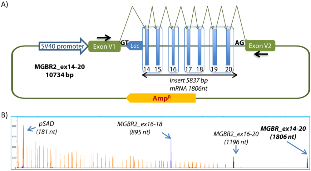miniGene：研究pre-mRNA异常剪切的利器！！！_and