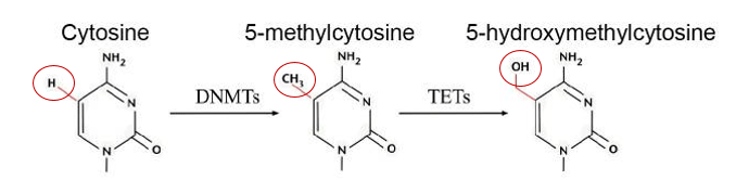 ACE-Seq：羟甲基化检测领域的黑马潜力股_hmC