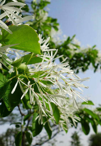路边一棵流苏树，只顾着欣赏却不知是名贵树，开花雪白像下雪_植株