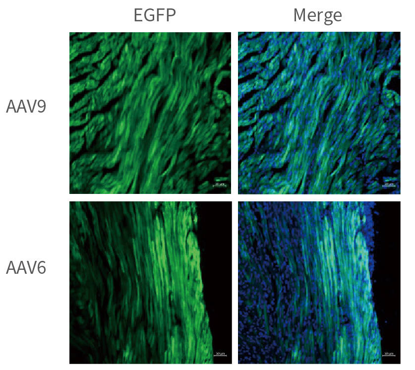 载体家小课堂 | AAV在心脏研究中的应用_-retro