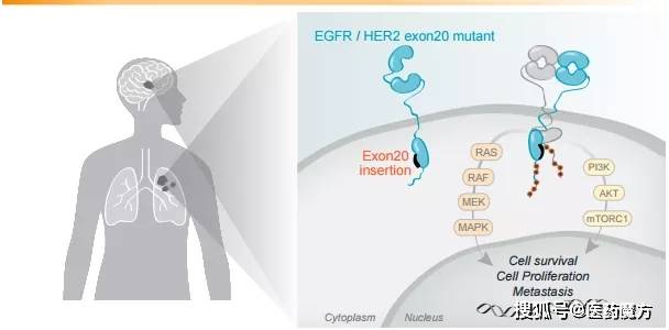 2021 AACR| 聚焦肿瘤耐药创新疗法！这家公司公布4个项目临床前数据_治疗