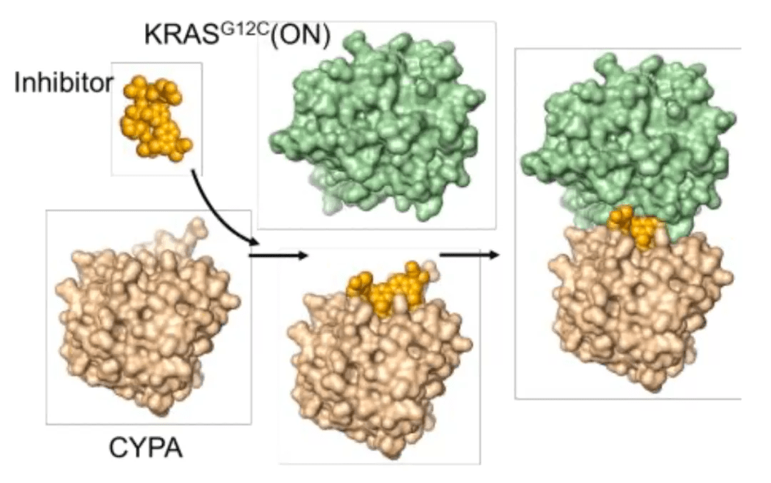 哈佛医学院首次揭示KRAS突变对抑制剂的获得性耐药机制_临床