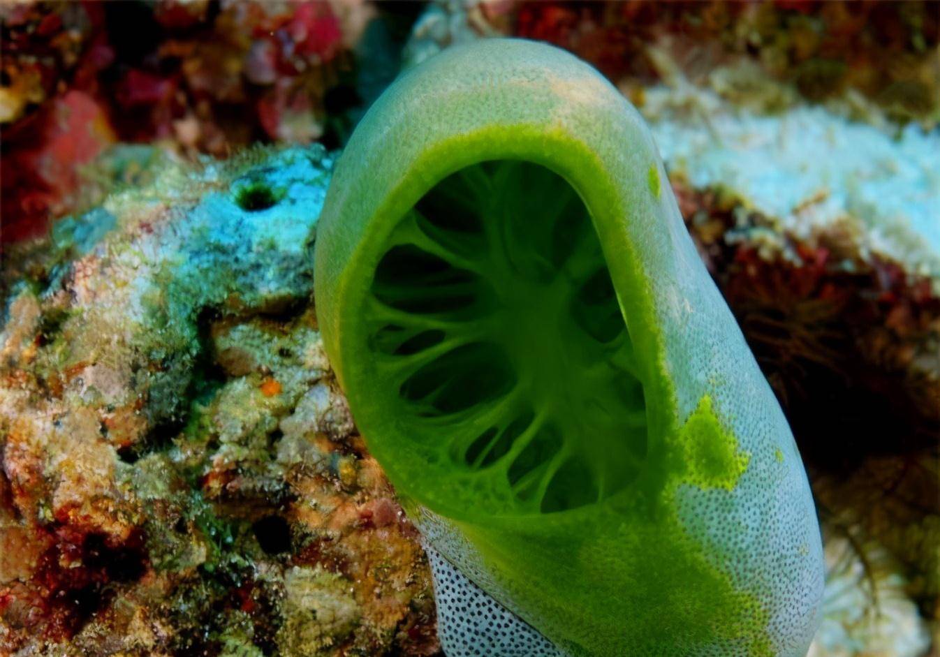 为了生存很有多狠？它吃掉自己的脑子，从动物变成“植物”_海鞘