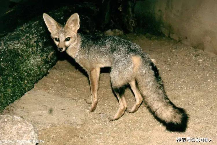 犬科动物图文大全，史上最好_Vulpes