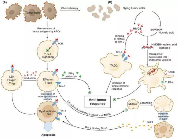 研究报告 | TIM-3靶点在研现状_细胞