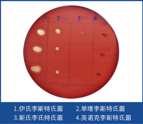 GB4789-30-2016 单核细胞增生李斯特氏菌检验检验及注意事项_菌落