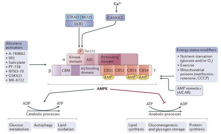 【图说】AMPK及其信号通路的功能_亚基