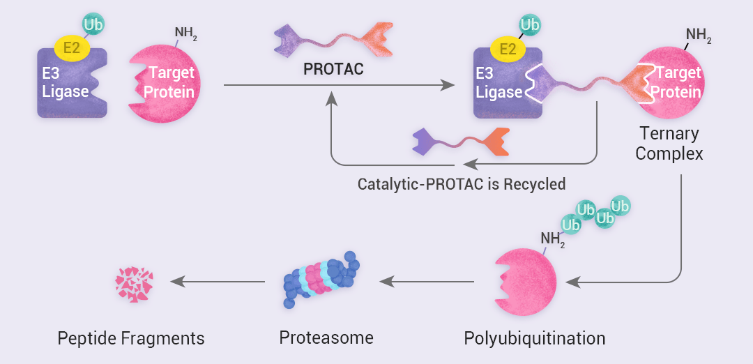 PROTAC——小分子化合物 | MedChemExpress_蛋白