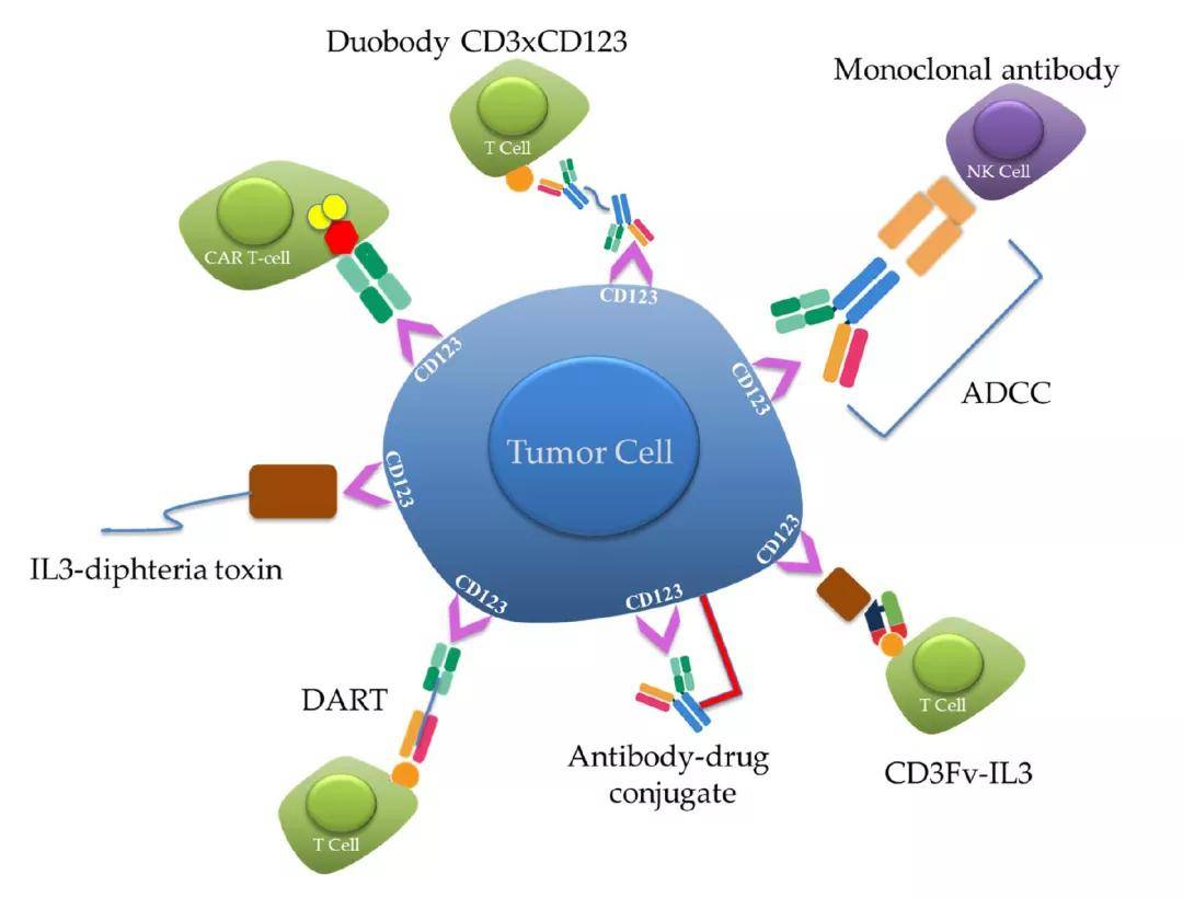 CD123靶点解读 | 双抗开发终止，诺华26亿美元合作部分打水漂_药物_细胞_XmAb