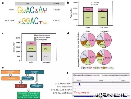 Mol Cancer教你轻松get m6A甲基化研究思路_分析_RNA-seq_结果