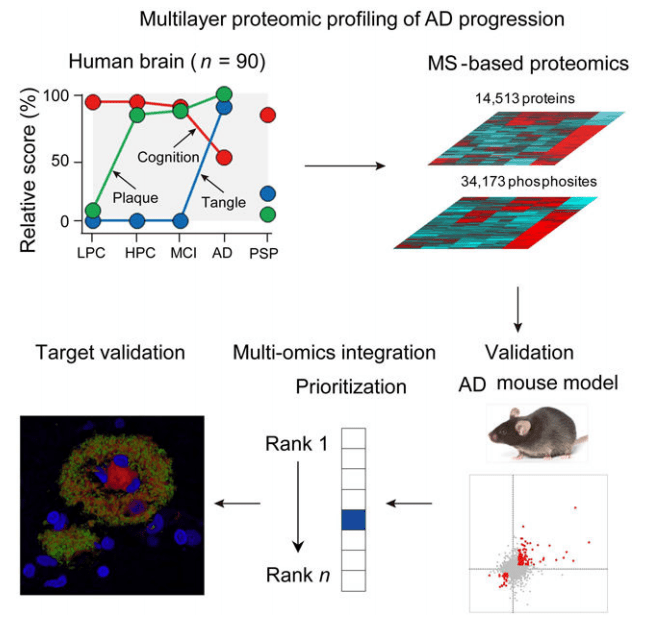 「青莲聚焦」强强联合—组学技术+WGCNA分析在阿尔茨海默病 (AD）中的应用_蛋白_基因_功能