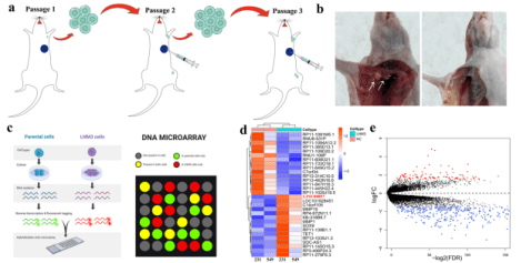 lncRNA RBP套路发10+文章该如何设计？_LinLin_研究_分析