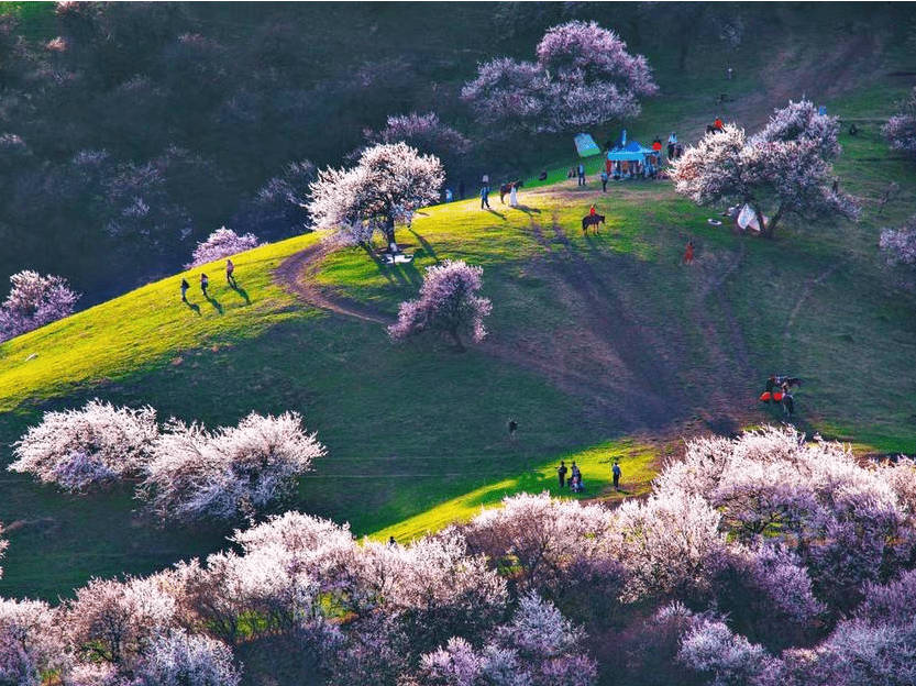 新疆伊犁那拉提杏花谷缤纷杏花开满坡 美不胜收_吐尔根乡_山坡_新源县