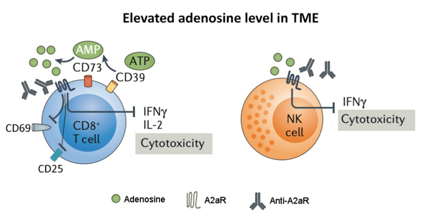 AACR 2022 | 全球首个A2aR抗体药，临床前活性优异，高于AZ产品百倍以上_免疫_药物_开发