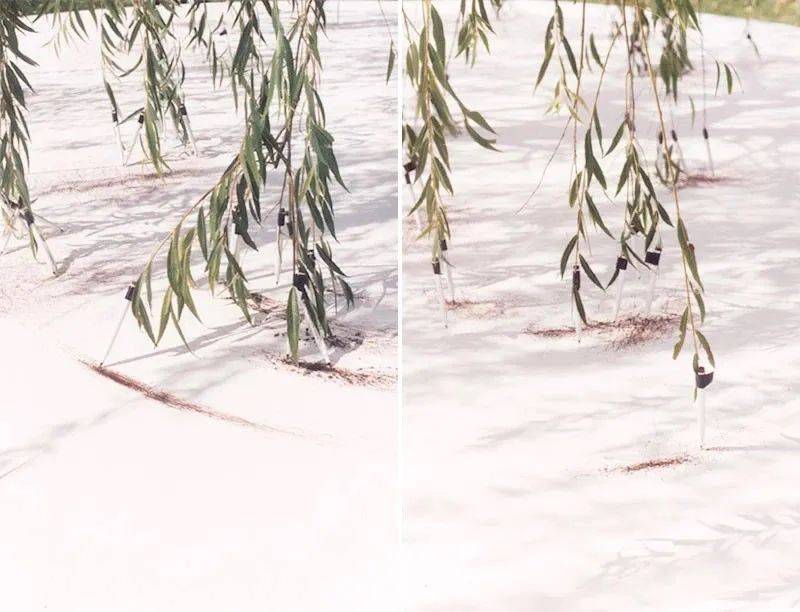 远方充电站 | Tim Knowles：风与树的画_画架_生态_蚁人