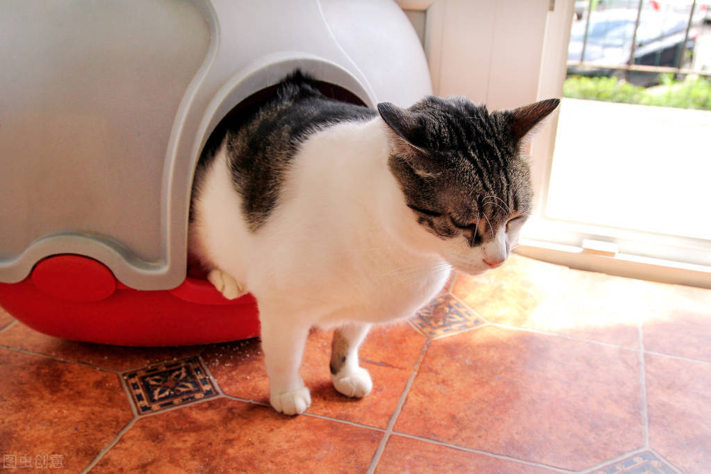 养猫疑惑：猫尿频繁每次只尿一滴带血猫咪情况进行