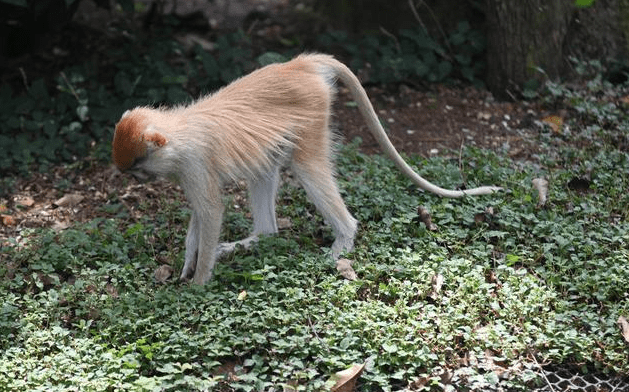 为什么在进化的过程中，人类的尾巴消失了？看完不敢相信_猴子_双手_时候