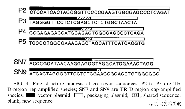 经验分享：基因治疗AAV载体生产过程中rcAAV的鉴定和消除简介_cap_序列_vector