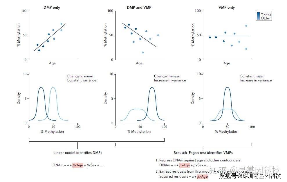 易基因｜深度综述：Nat Rev Genet：DNA甲基化与衰老之间的密切关系_变化_年龄_iHeS
