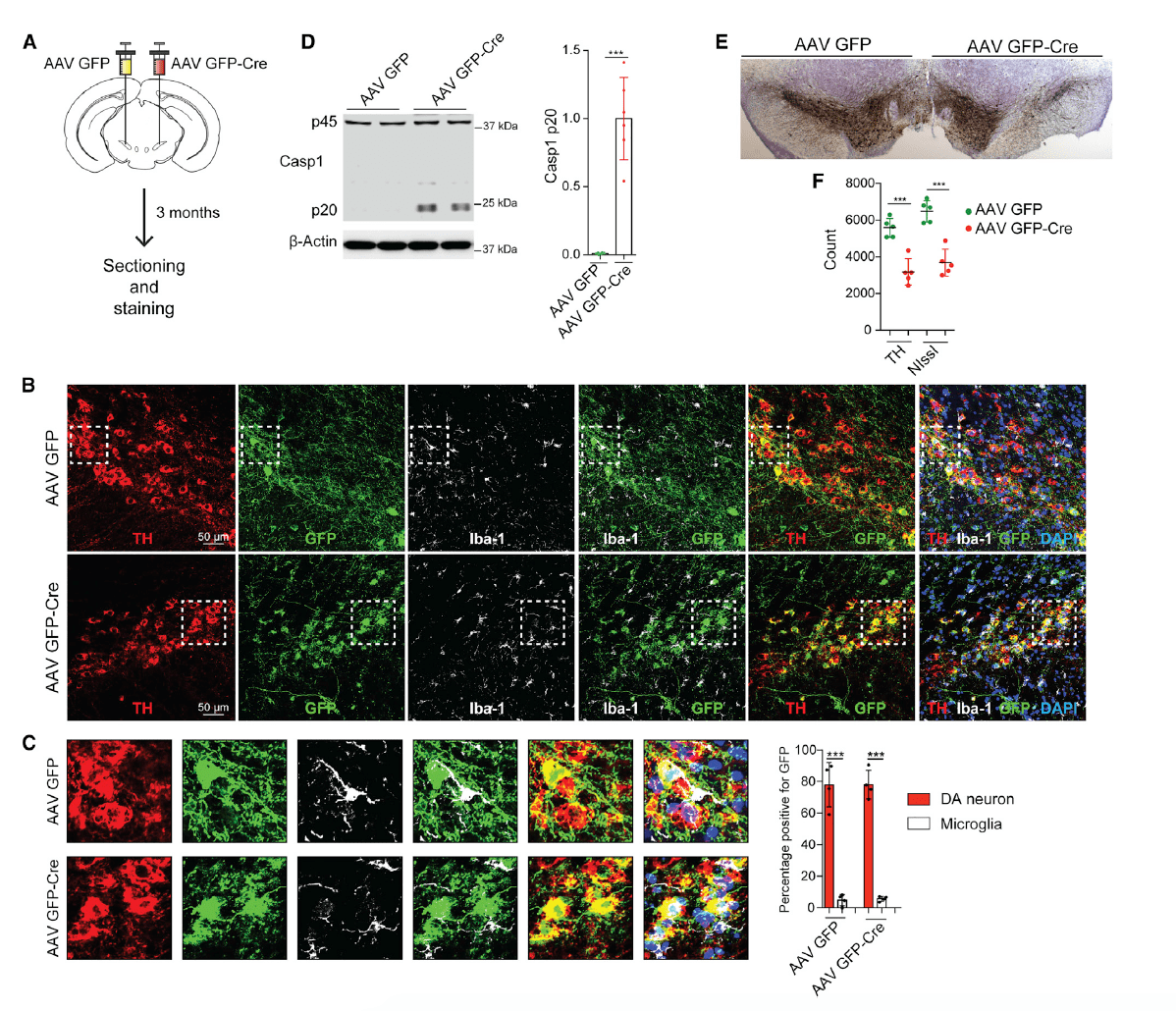 Neuron | NLRP3 -- 治疗帕金森病的新靶点_Hopkins_parkin_神经元