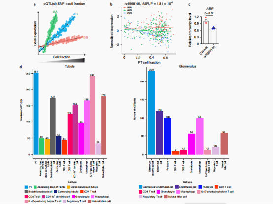 单细胞联合还能这样玩，单细胞和EQTL联合分析确定疾病机制和潜在的治疗方法_基因组_scATAC_研究