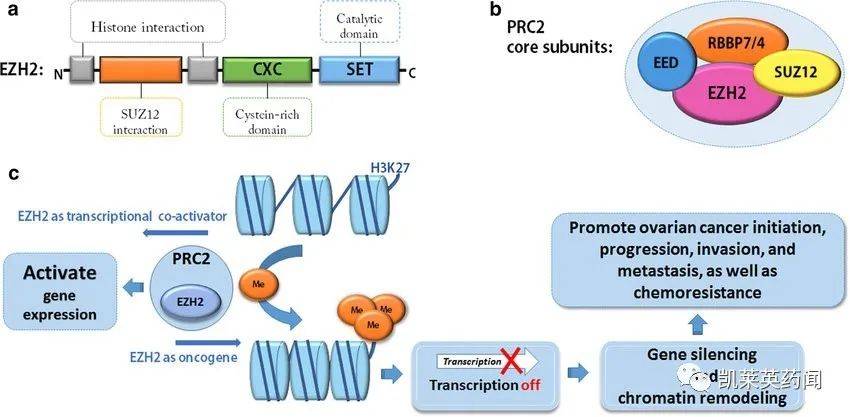 基于表观遗传的肿瘤免疫药物：EZH2抑制剂的研究进展_患者_治疗_领域
