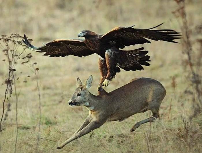 金雕会杀人？黑龙江村民两年内被金雕多次袭击，最后他却进了局子_吴永田_猛禽_杨海