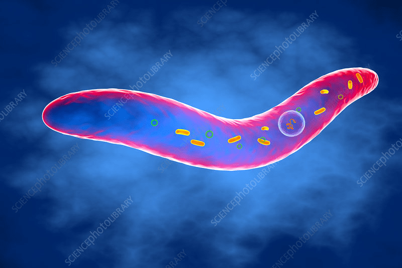 fusobacteria-千图网