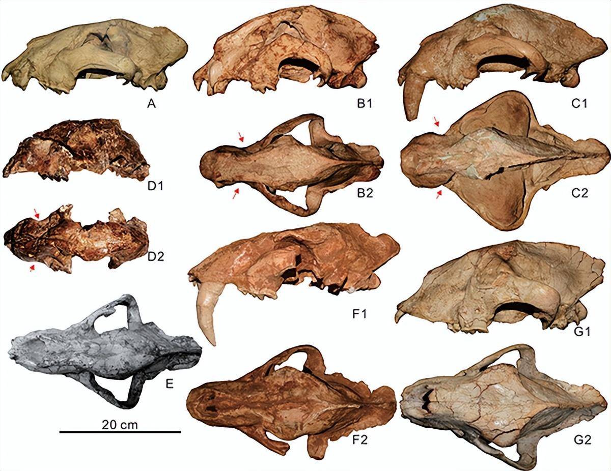 晚中新世北美大型剑齿虎的研究_大陆_美国_费里