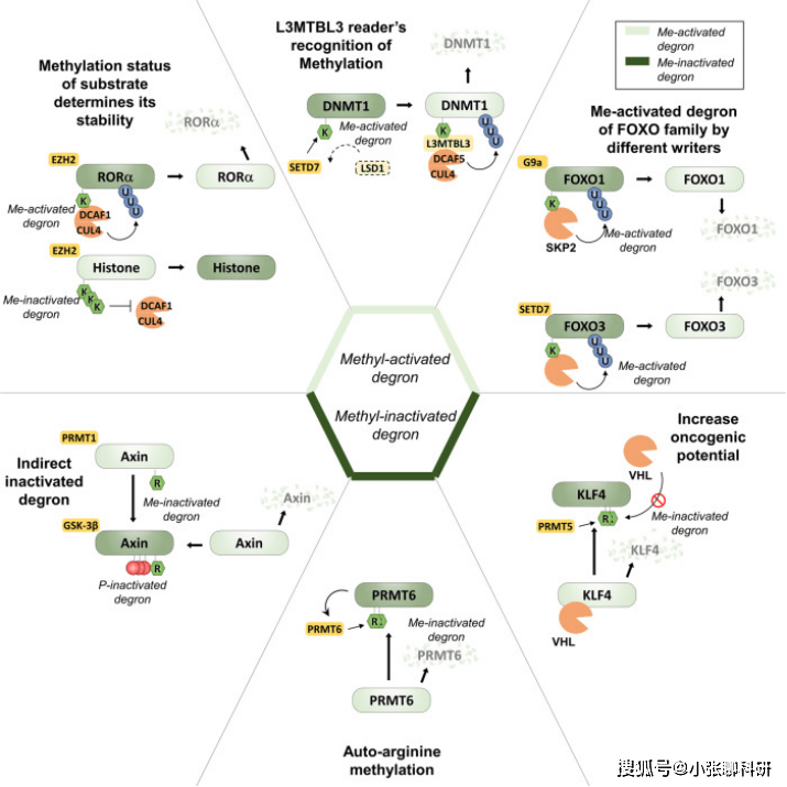 NC最新综述丨盘点蛋白翻译后修饰（PTM）的前沿热点方向_degron_调节_甲基