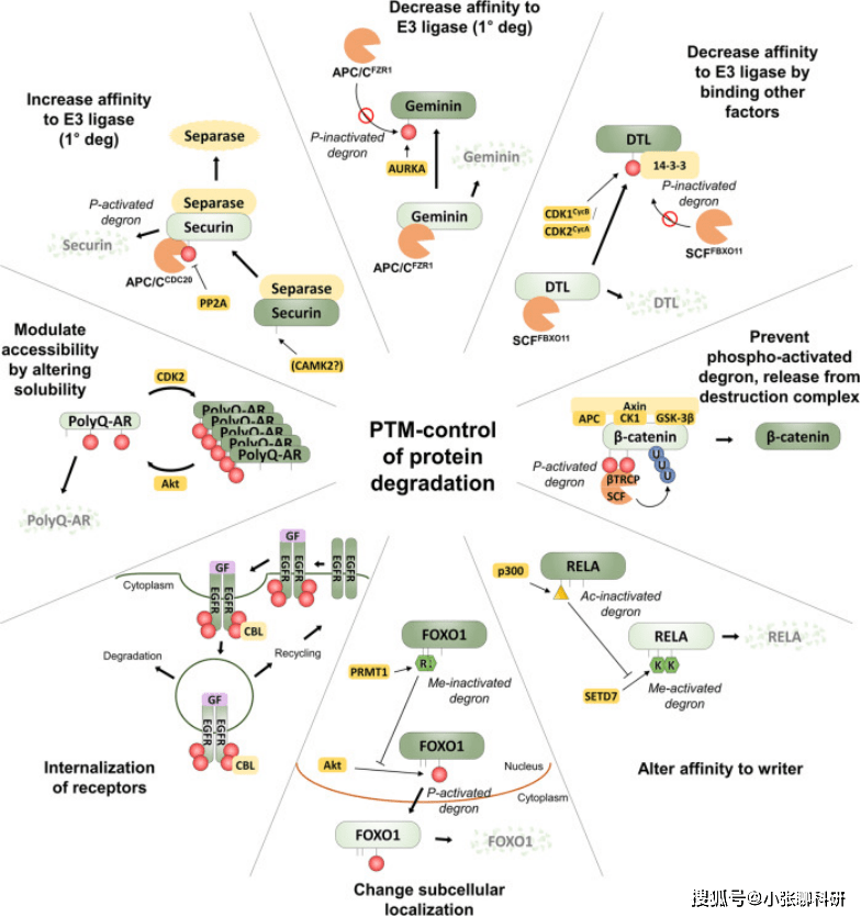 NC最新综述丨盘点蛋白翻译后修饰（PTM）的前沿热点方向_degron_调节_甲基