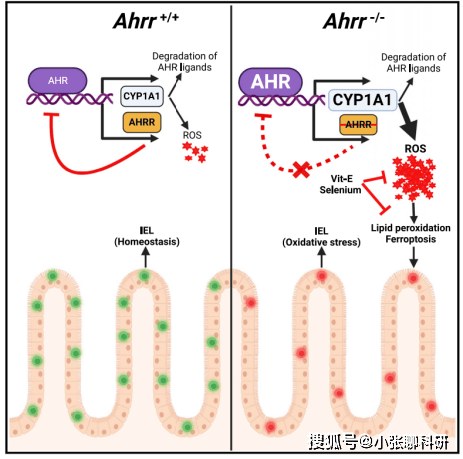文献详解丨转录因子调控氧化应激和铁死亡的研究，还得看这篇顶刊_Ahr_细胞_肠道