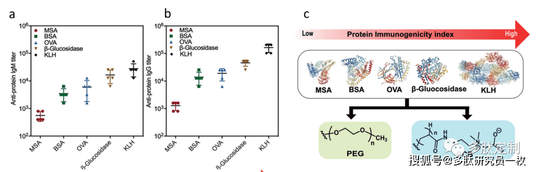 多肽偶联: KLH，BSA和 OVA|蛋白偶联_载体_免疫_抗体