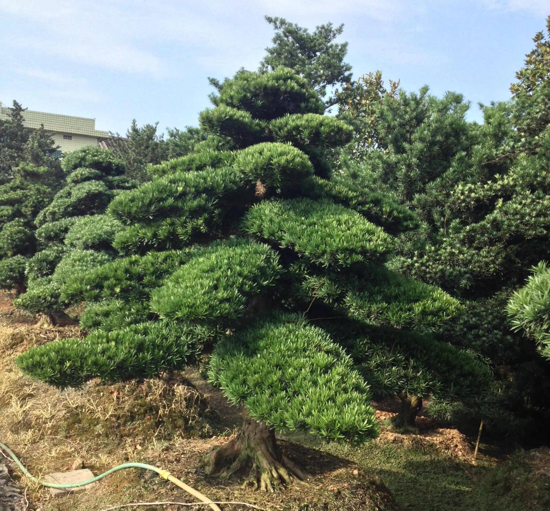 “家有4声出贵人，门前4树子孙富”，4声和4树分别是指什么？ -6park.com