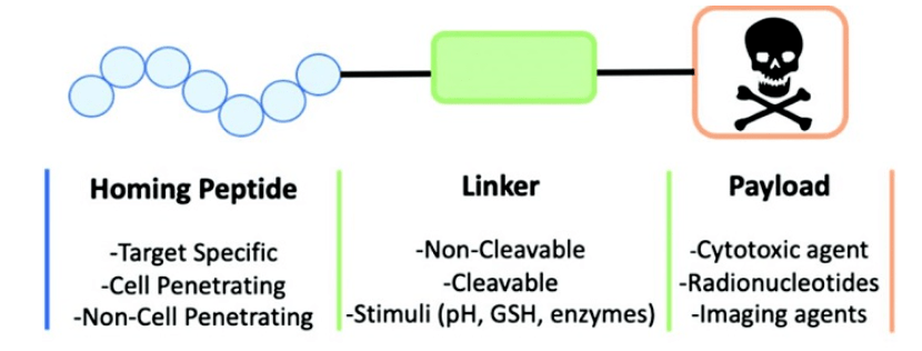 ADC大火，那么PDC怎么样了？_药物_Bicycle_治疗